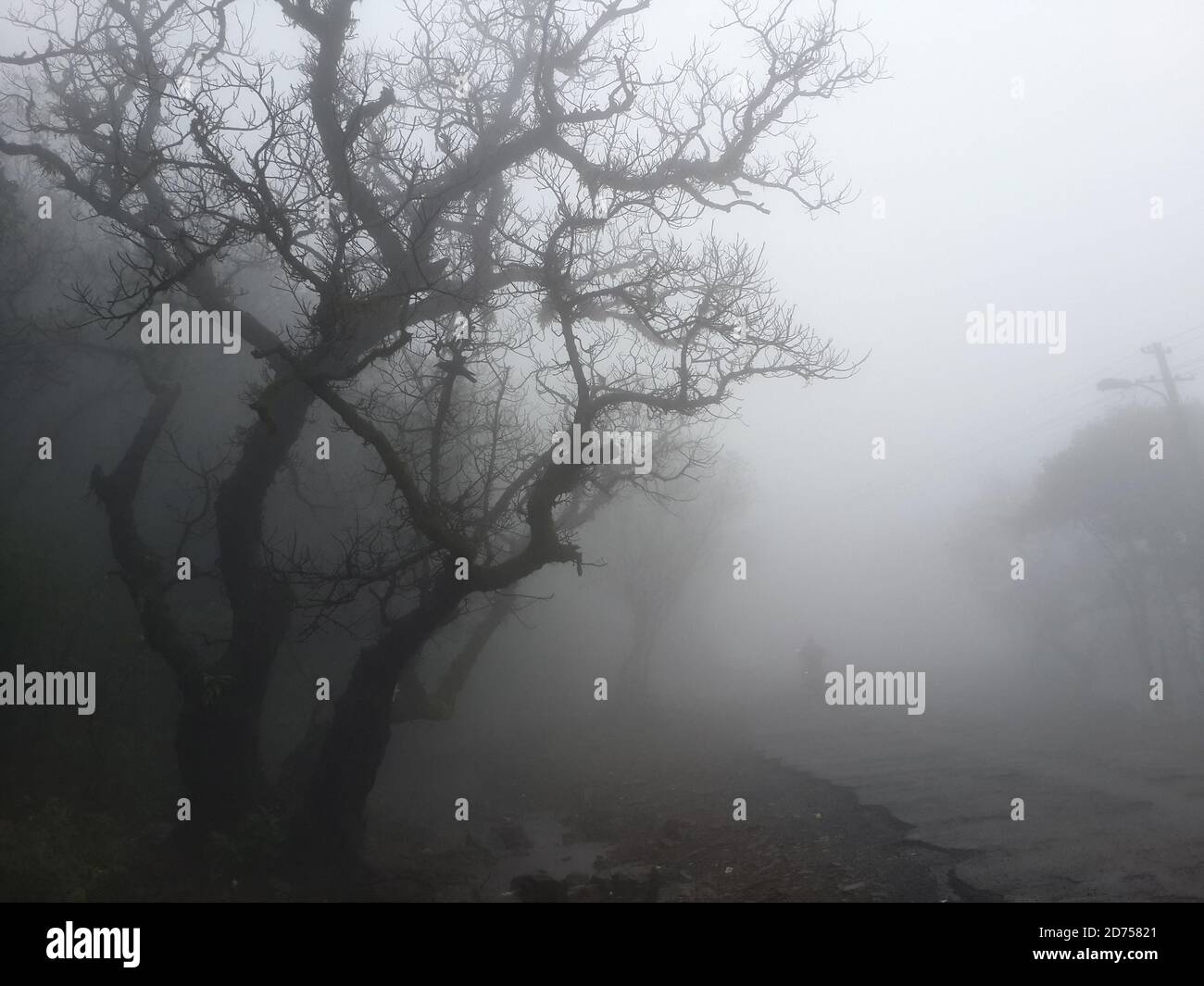 Field surrounded by trees covered in thick fog - perfect for spooky ...