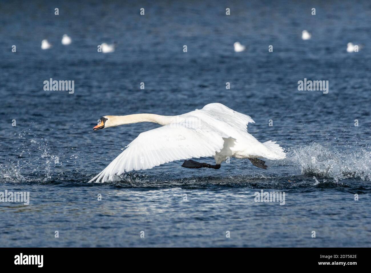 Swan taking off from water hi-res stock photography and images - Alamy