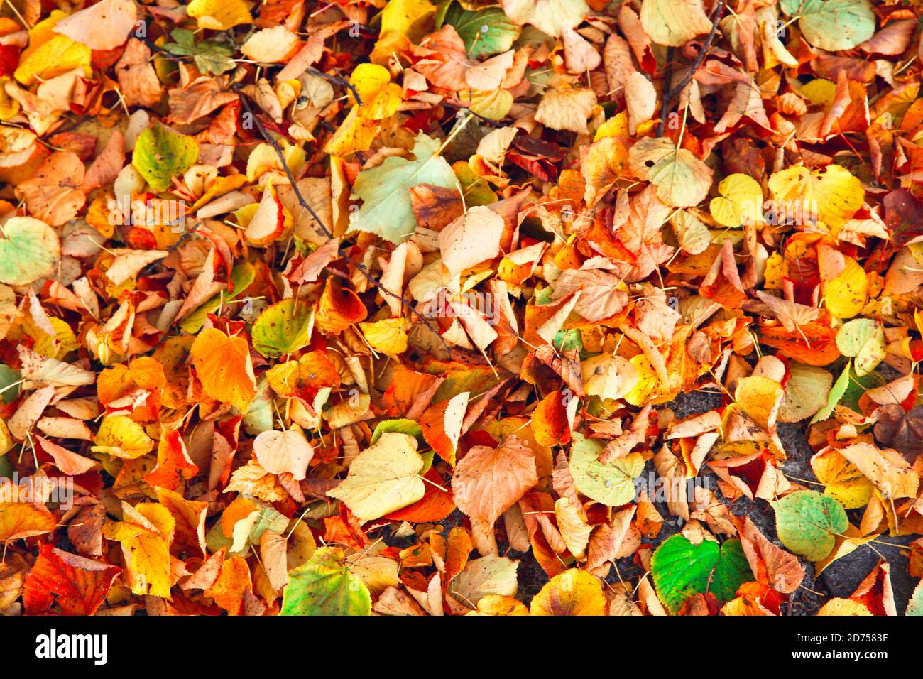 Beautiful autumn background with yellow and red leaves Stock Photo - Alamy