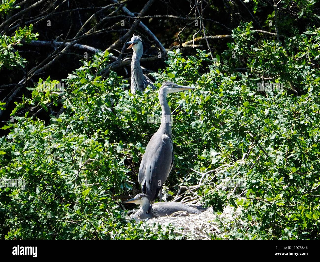 Herons in the tree top nest x 3 Stock Photo - Alamy