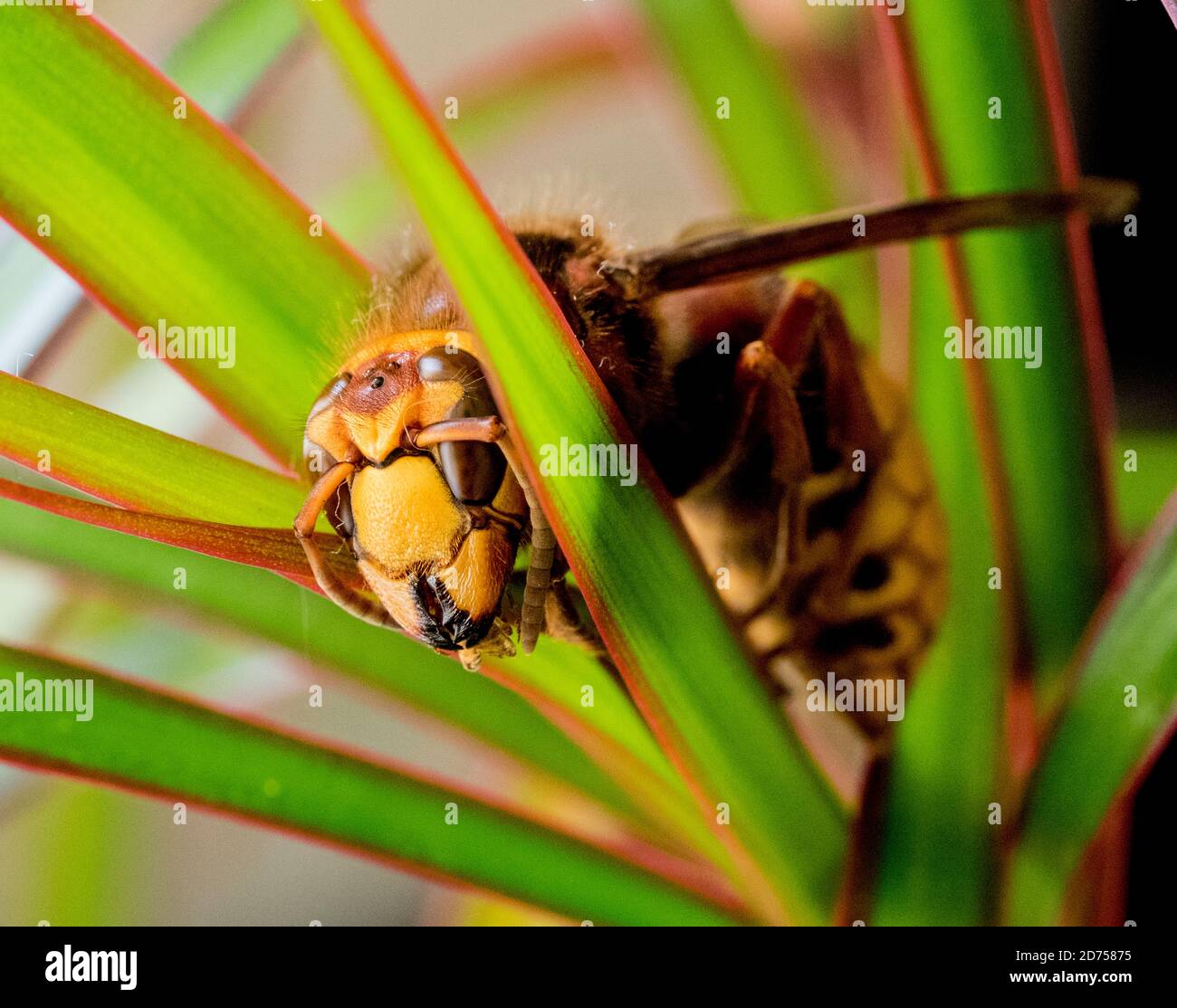 Macro Closeup of a Hornet / Wasp Stock Photo - Alamy
