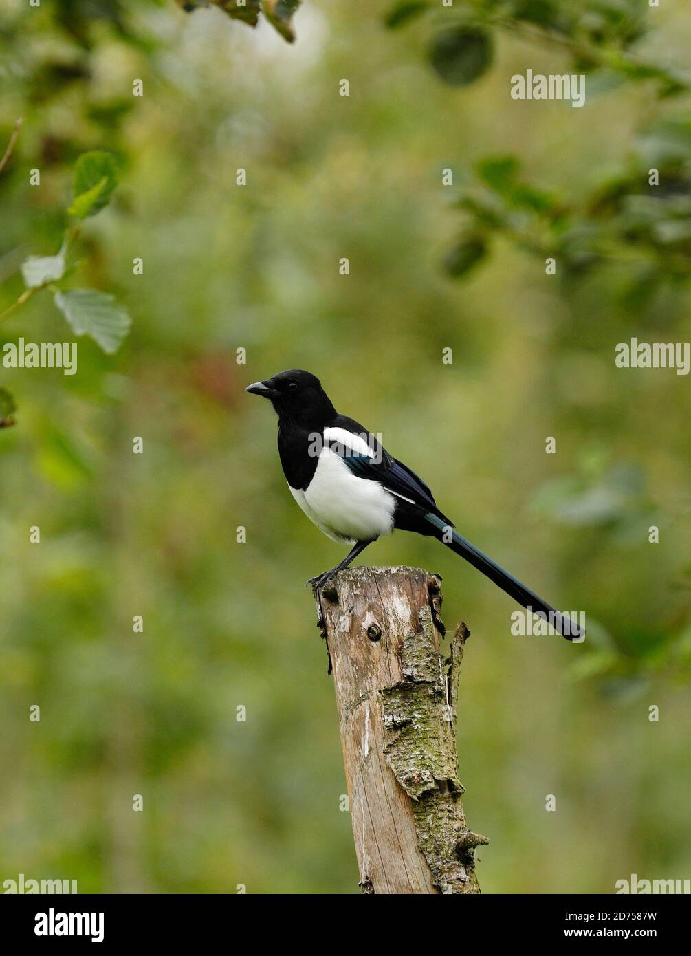 Magpie uk scavenging hi-res stock photography and images - Alamy