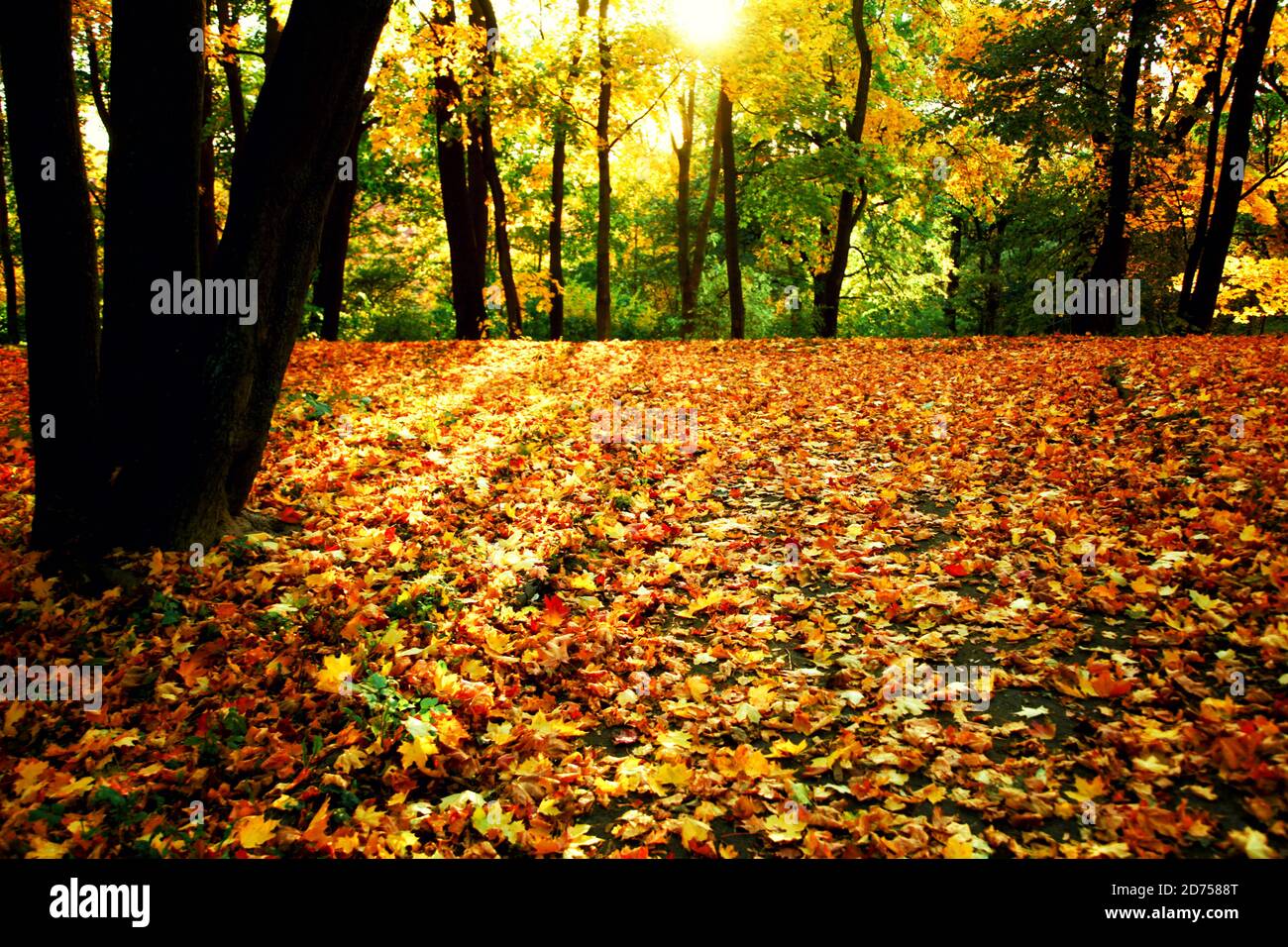 Beautiful autumn background with yellow and red leaves Stock Photo - Alamy