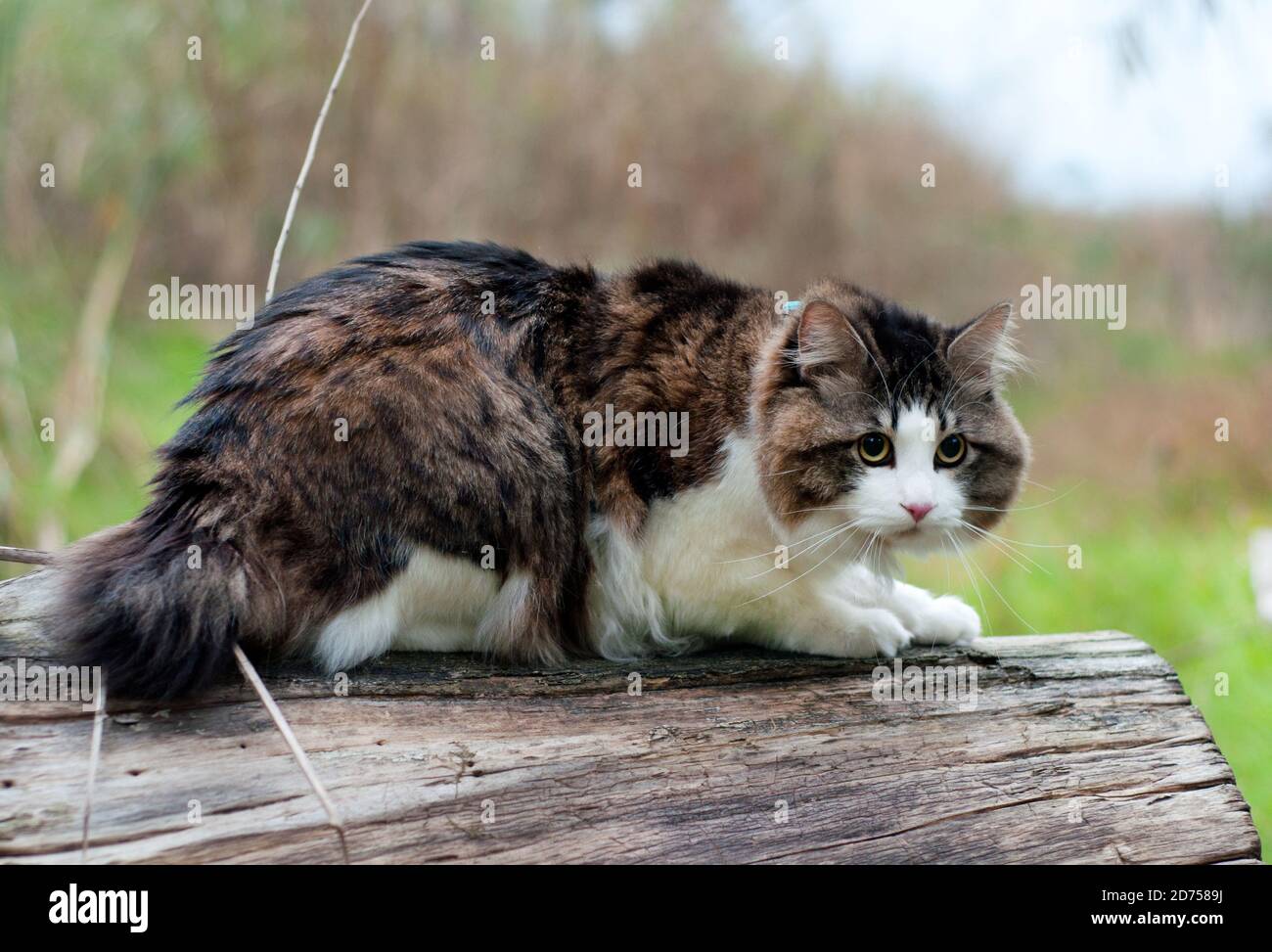 A beautiful Kurilian Bobtail cat walks in the forest. Pet sitting on a ...