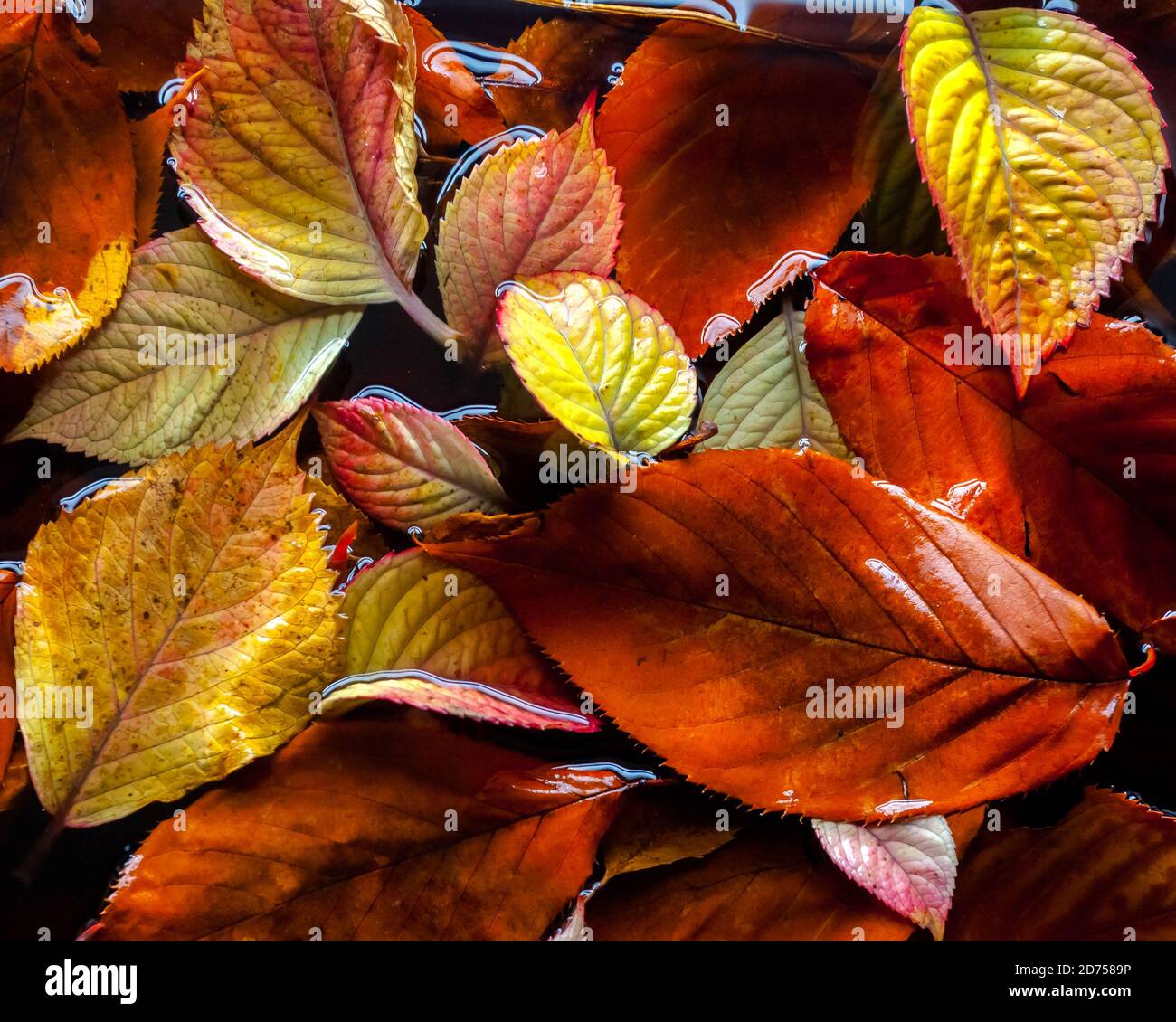 Multi coloured autumn leaves floating in a large puddle of water ...