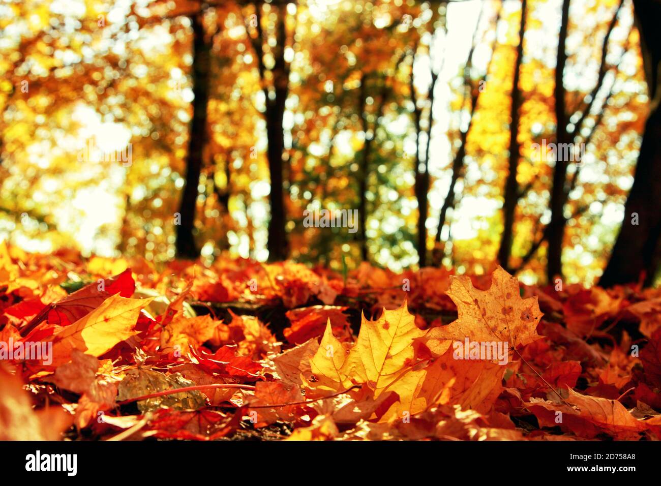 Beautiful autumn background with yellow and red leaves Stock Photo - Alamy