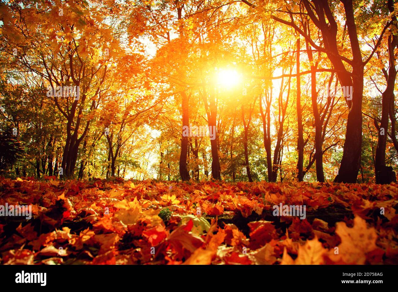 Beautiful autumn background with yellow and red leaves Stock Photo - Alamy