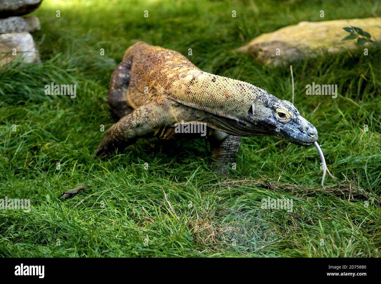Komodo Dragon Close up with fork tongue out Stock Photo - Alamy