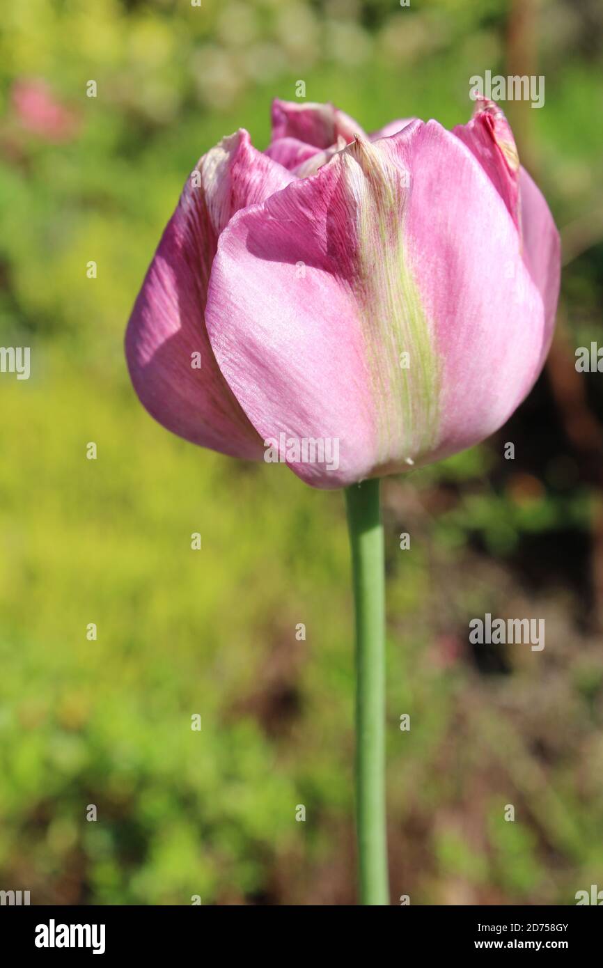 Shallow focus vertical shot hi-res stock photography and images - Alamy