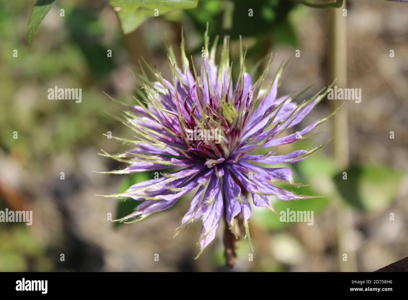 Shallow focus shot thistle hi-res stock photography and images - Alamy