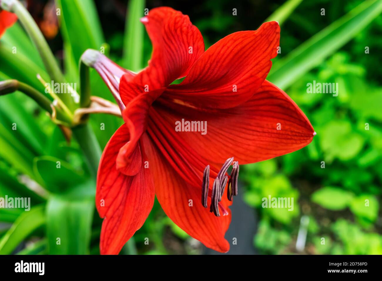 Cuban lily hi-res stock photography and images - Alamy