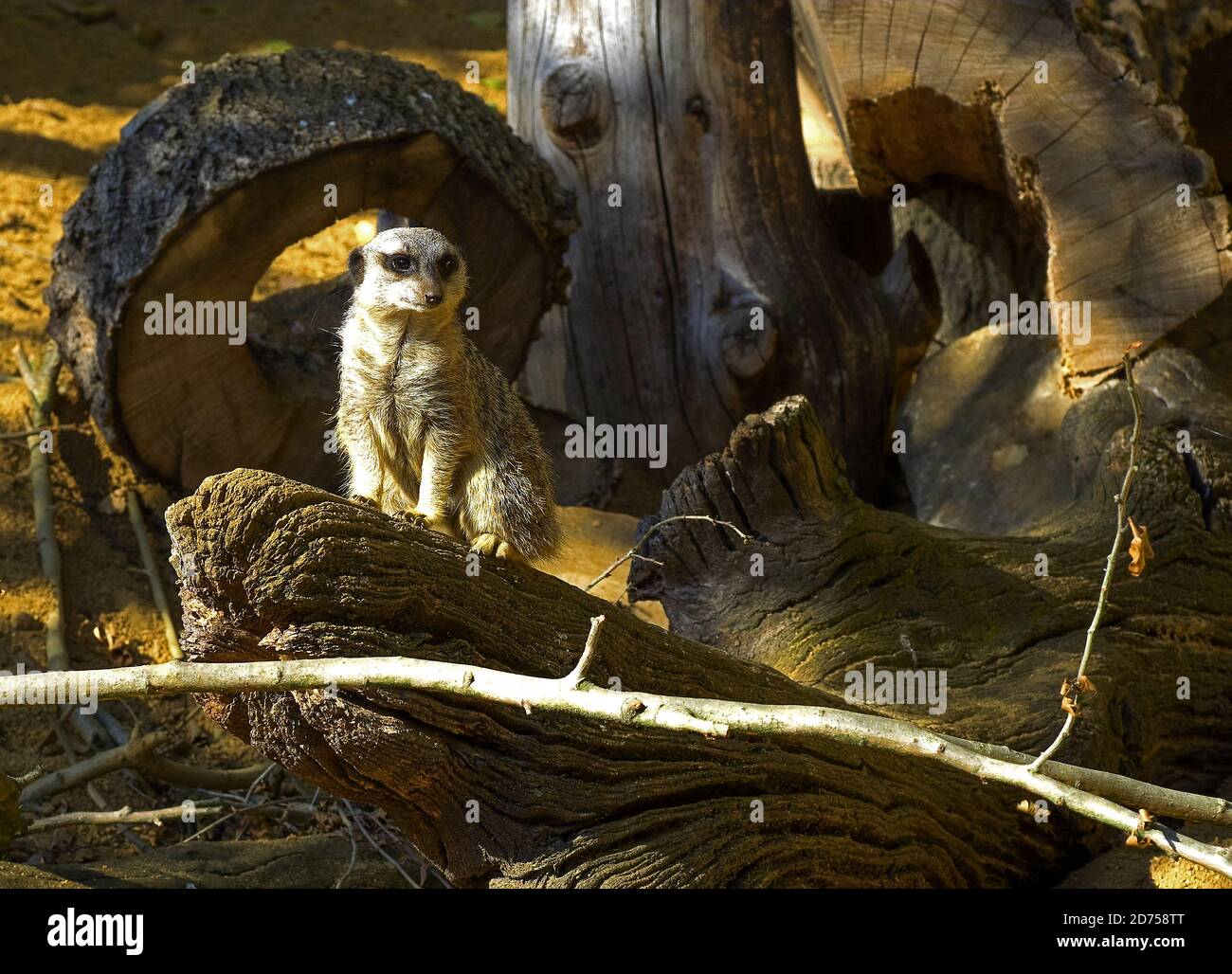 Mere cat in woodland surround looking attentive Stock Photo - Alamy