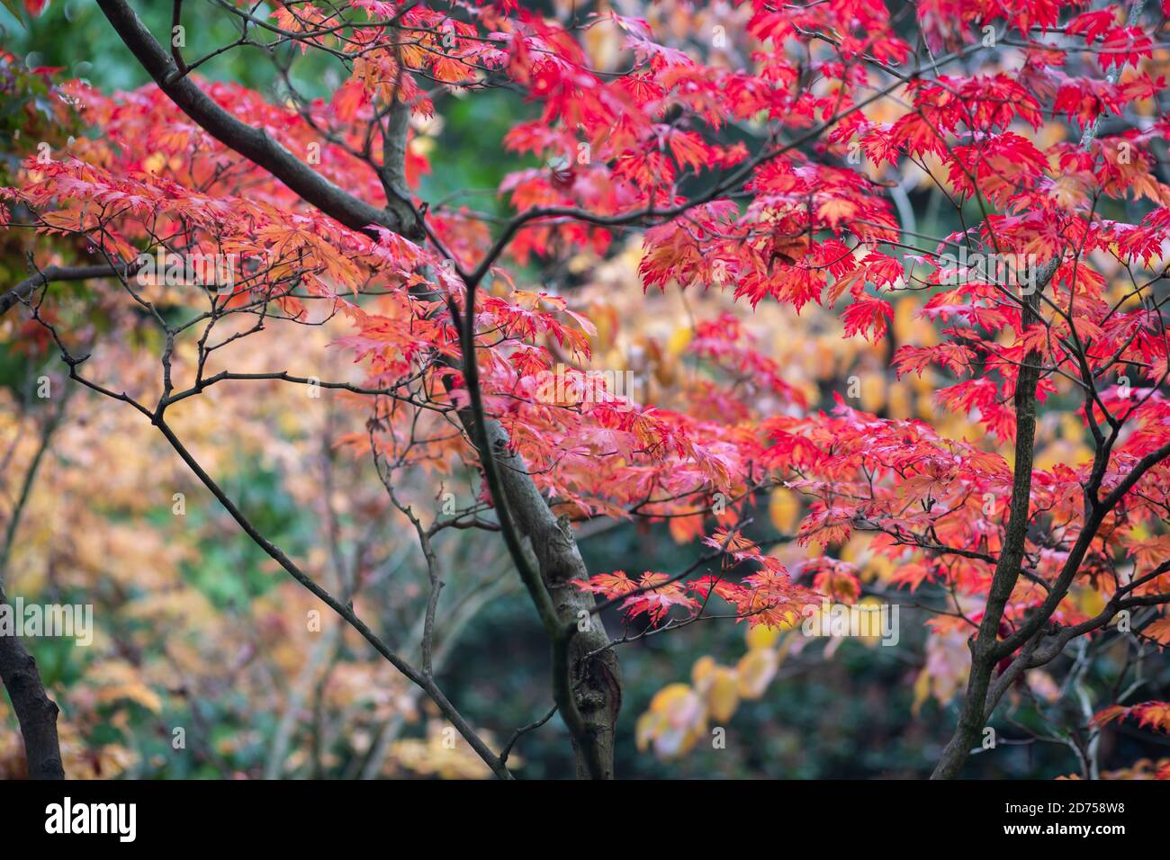 Autumn vibes red orange hi-res stock photography and images - Alamy