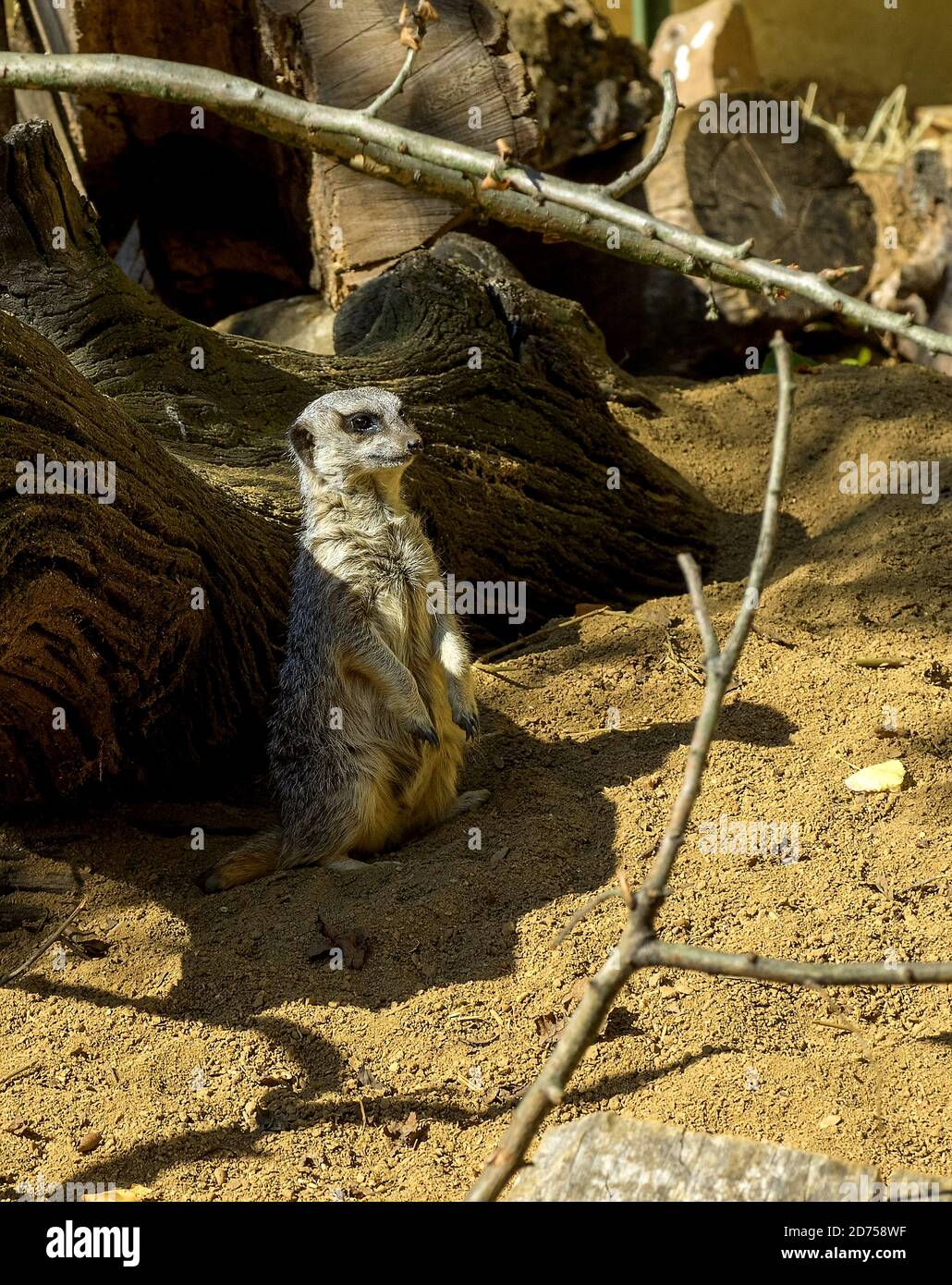 Mere cat in woodland surround looking attentive Stock Photo - Alamy