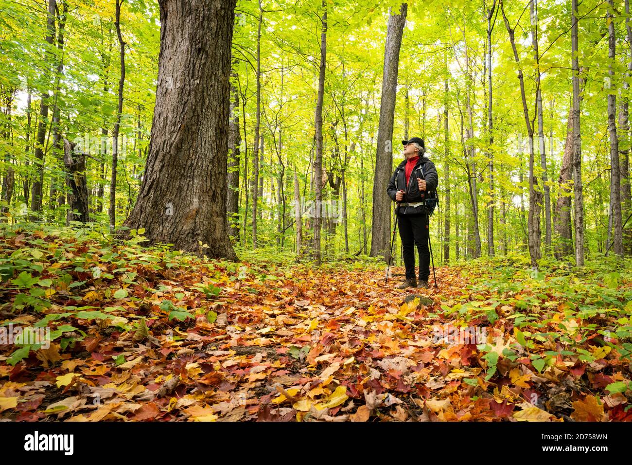 Active healthy man hiking in beautiful autumn forest Stock Photo - Alamy