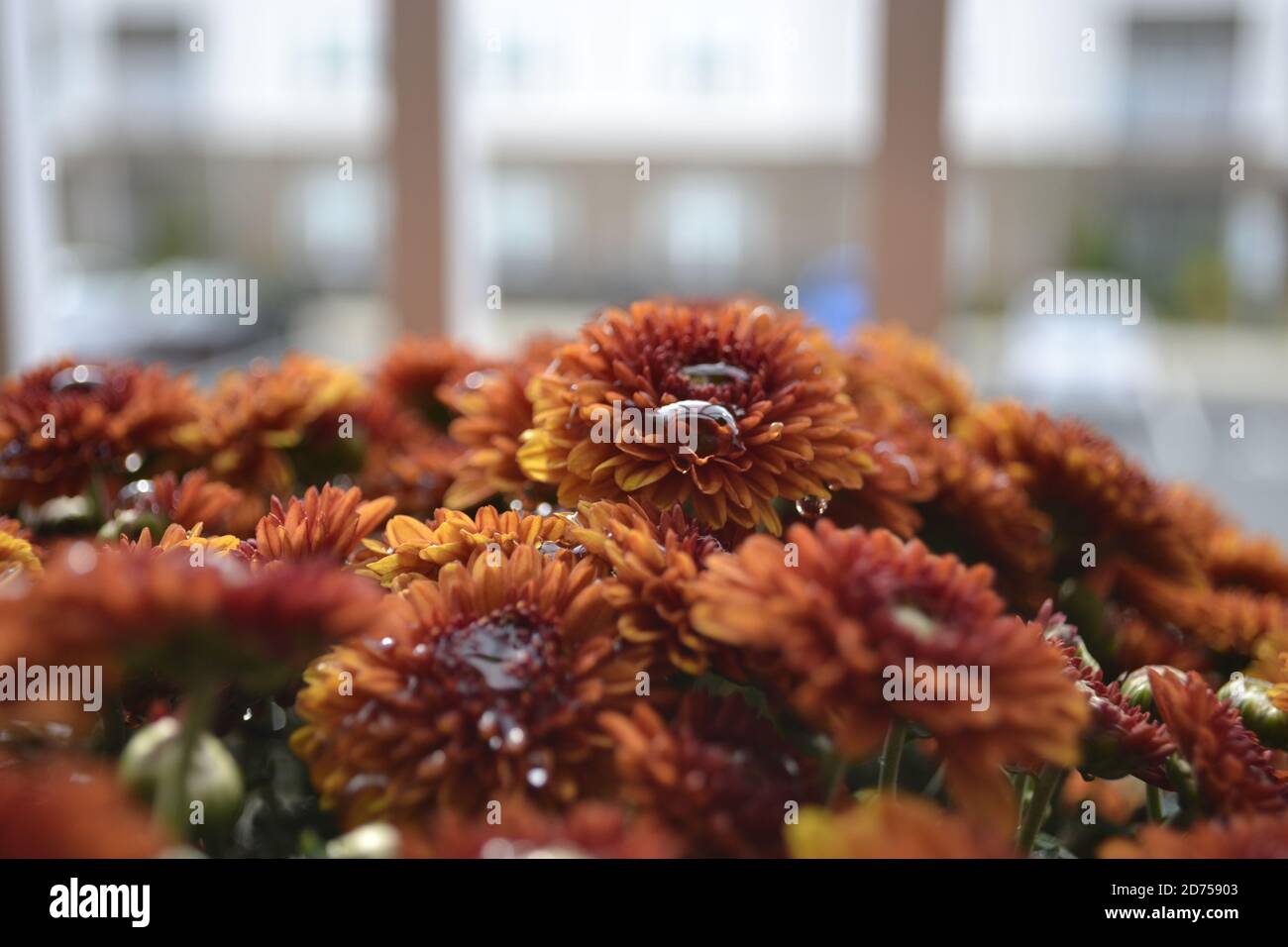 Fall mums hi-res stock photography and images - Alamy