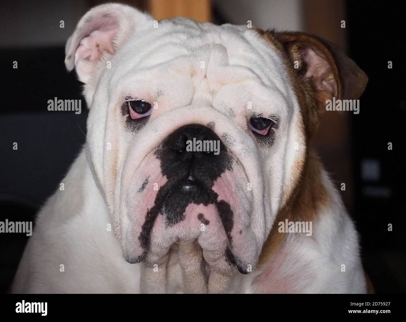British bull dog hi-res stock photography and images - Alamy