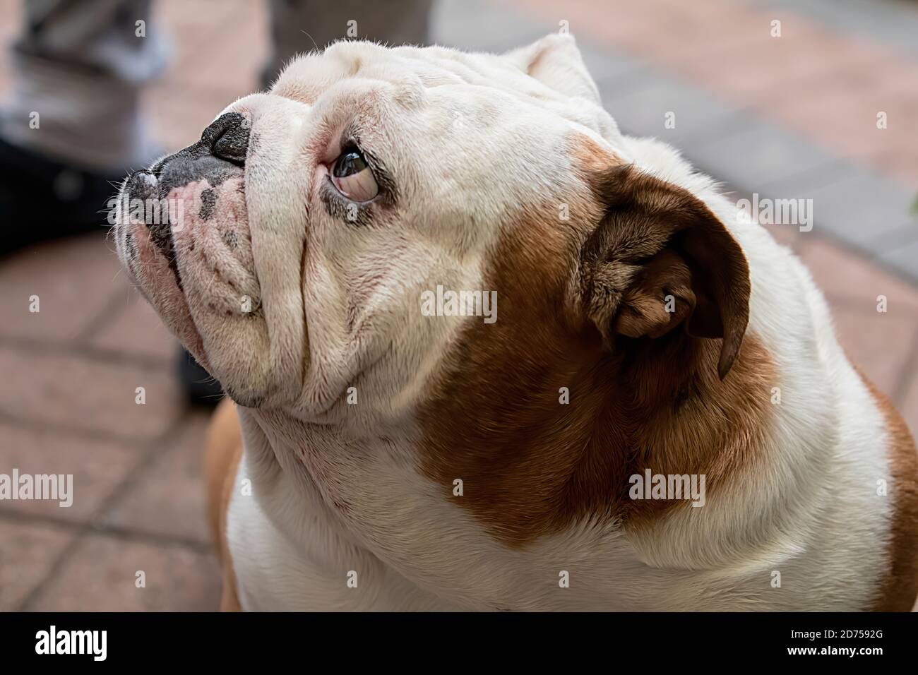 British Bull dog head portrait Stock Photo - Alamy