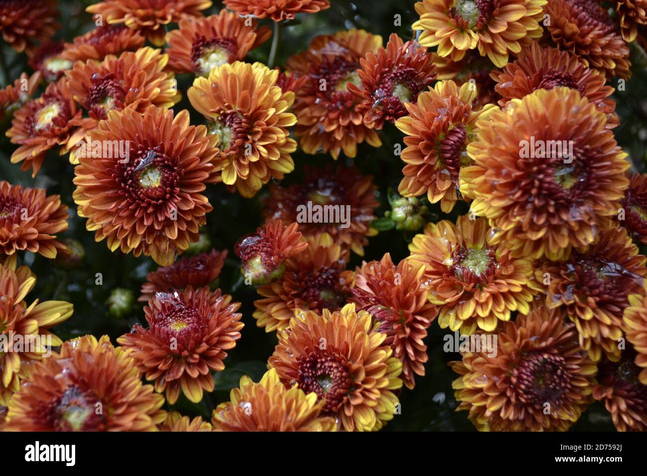 Fall mums hi-res stock photography and images - Alamy