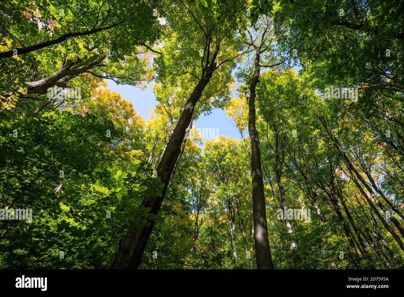 Bright canopy hi-res stock photography and images - Alamy