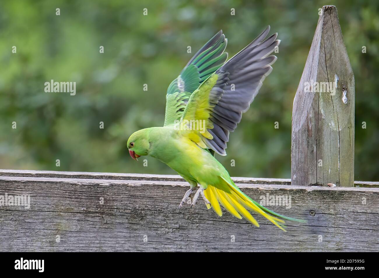 Parakeet flying off a fence post in mid flight Stock Photo - Alamy