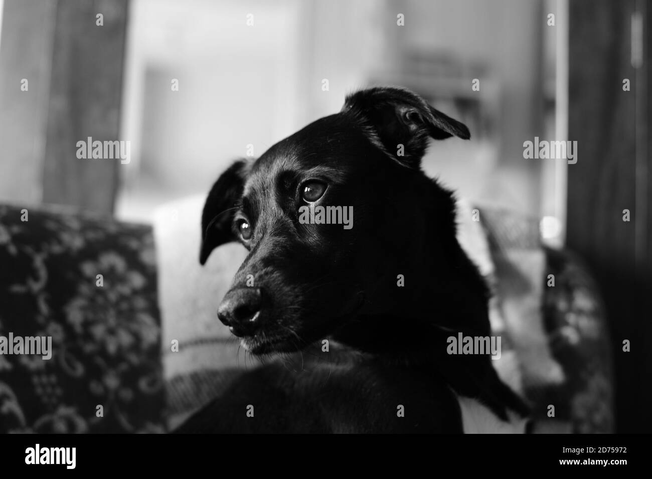 Beautiful dog with wise expression Stock Photo - Alamy