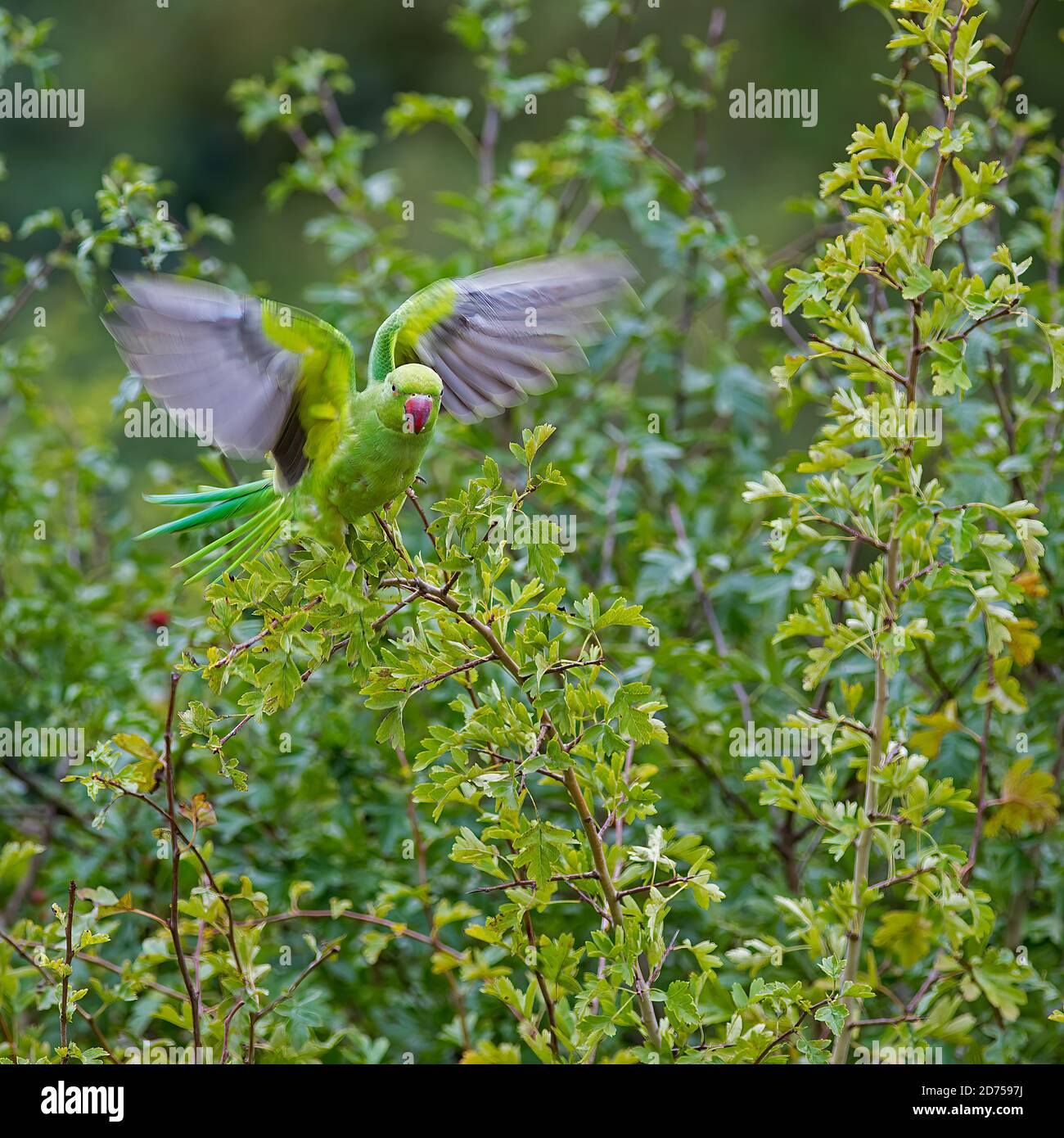 Parakeet in tree taking off or landing Stock Photo - Alamy