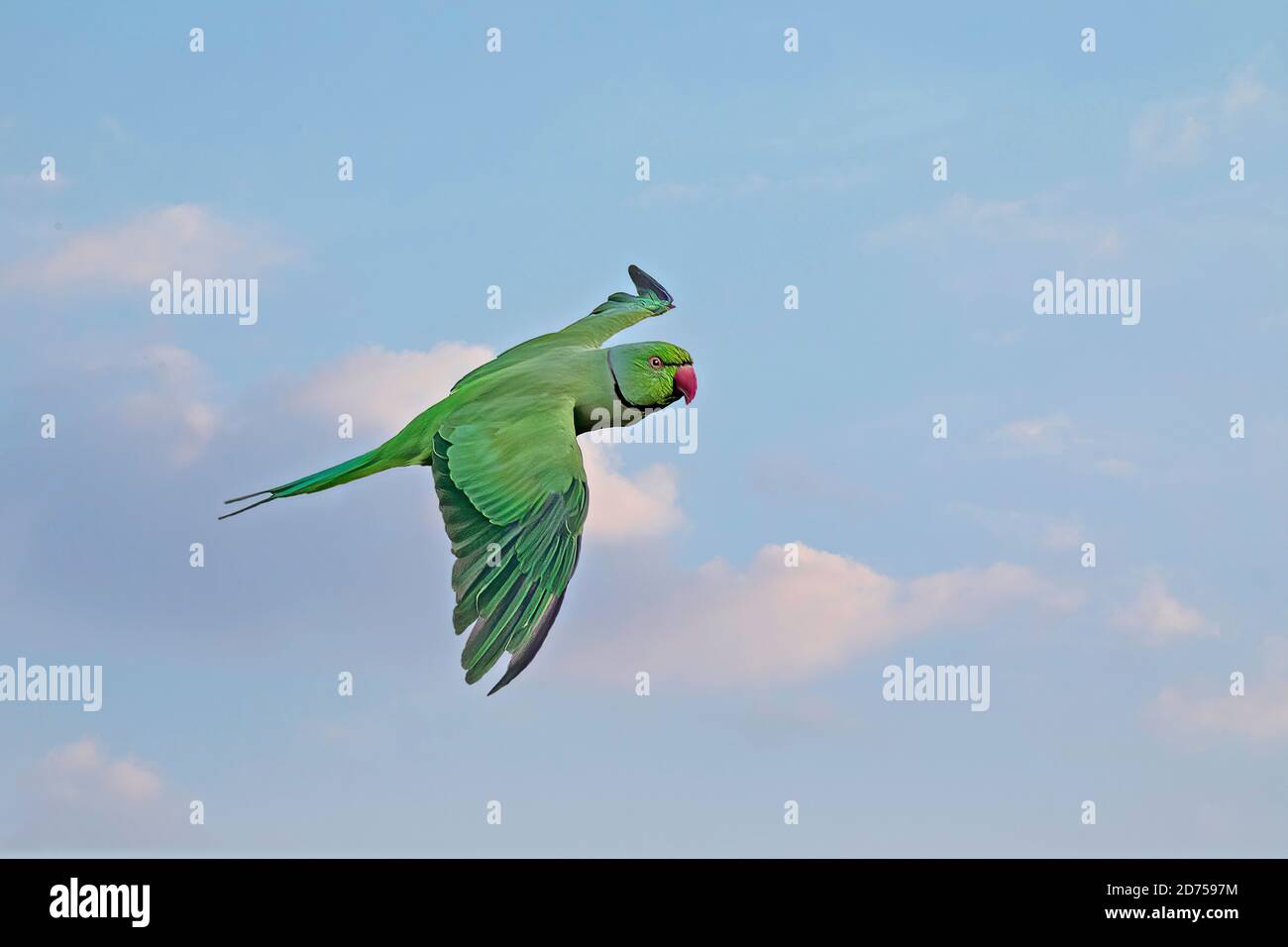 Parakeet in flight Stock Photo - Alamy