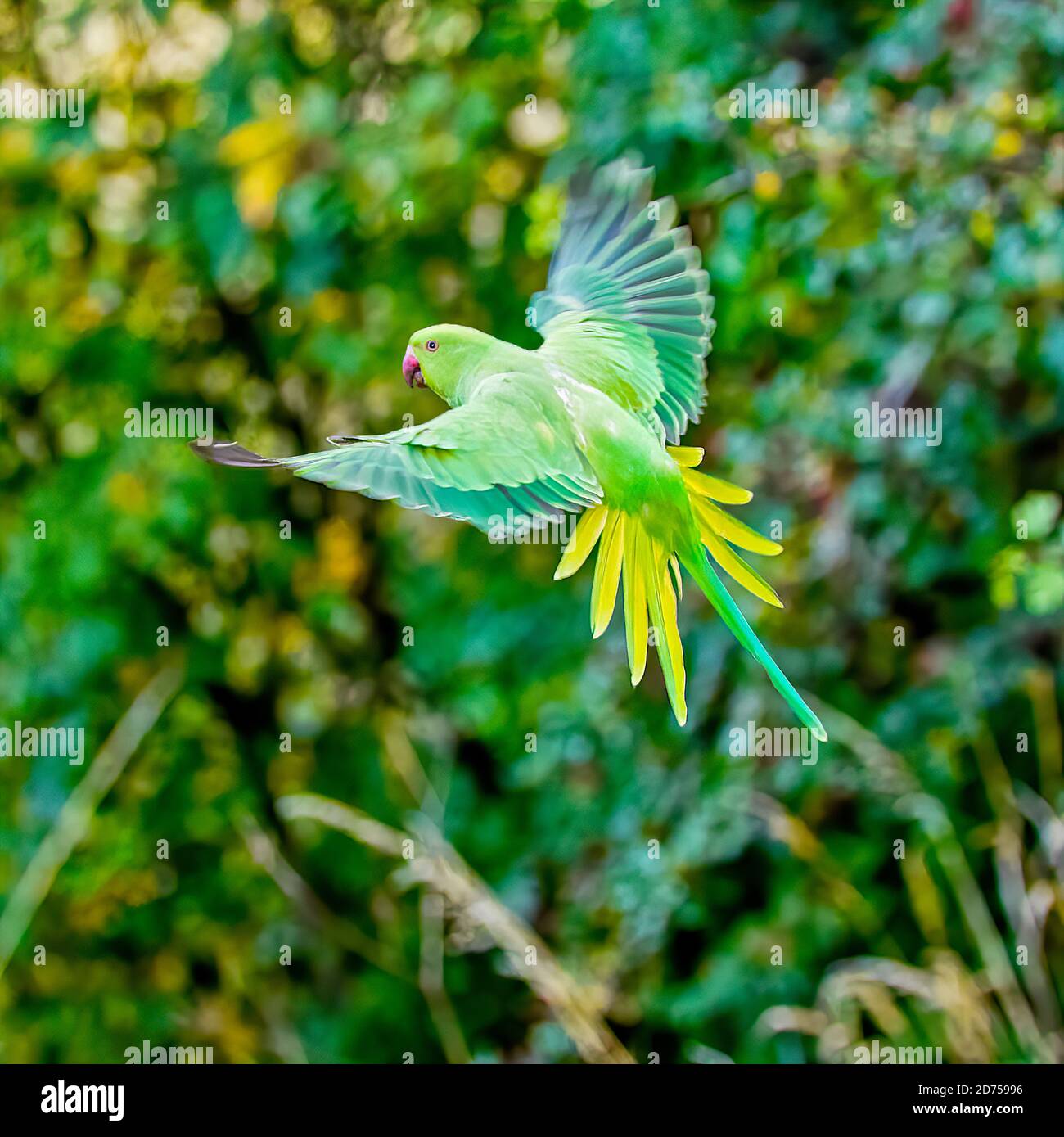 Parakeet in flight Stock Photo - Alamy