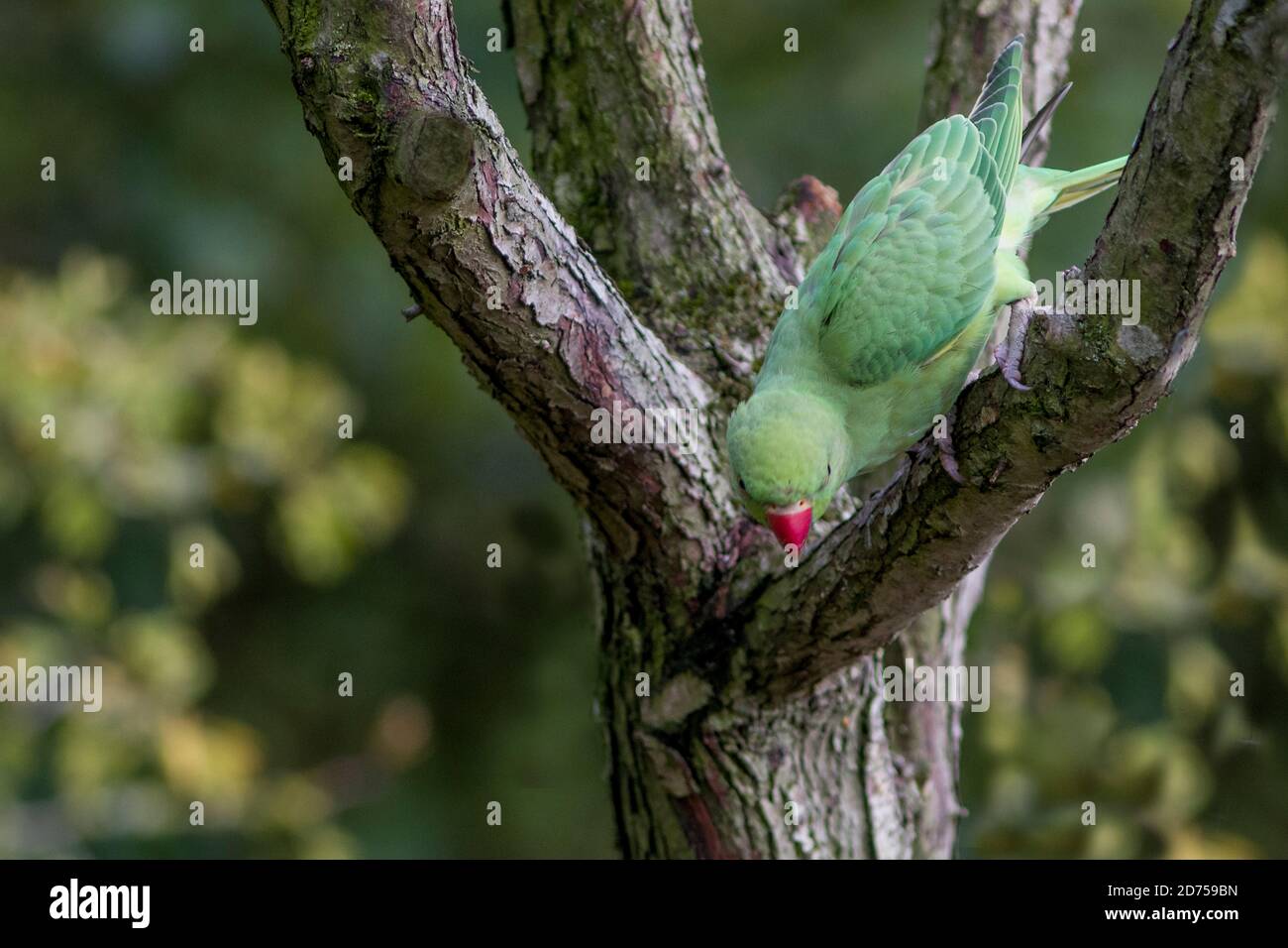 Parakeet in tree Stock Photo - Alamy