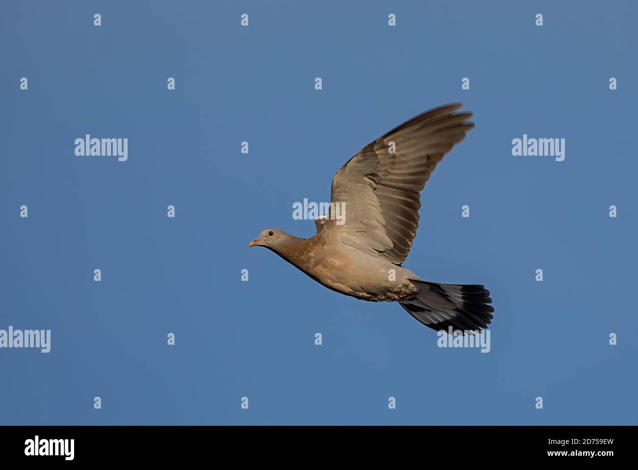 Pigeon in mid flight Stock Photo - Alamy