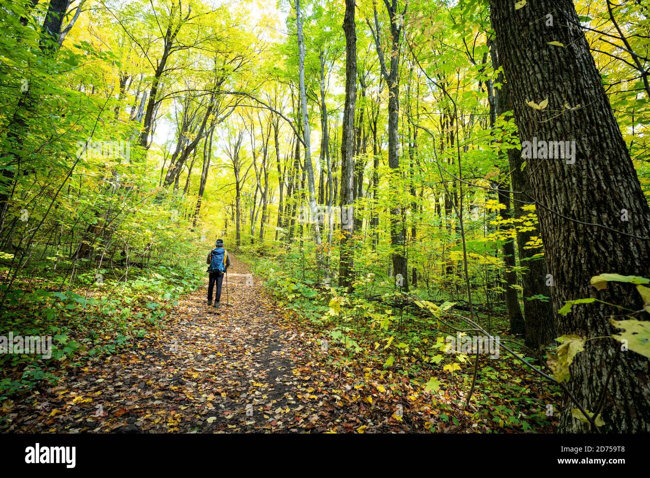 Active healthy man hiking in beautiful autumn forest Stock Photo - Alamy