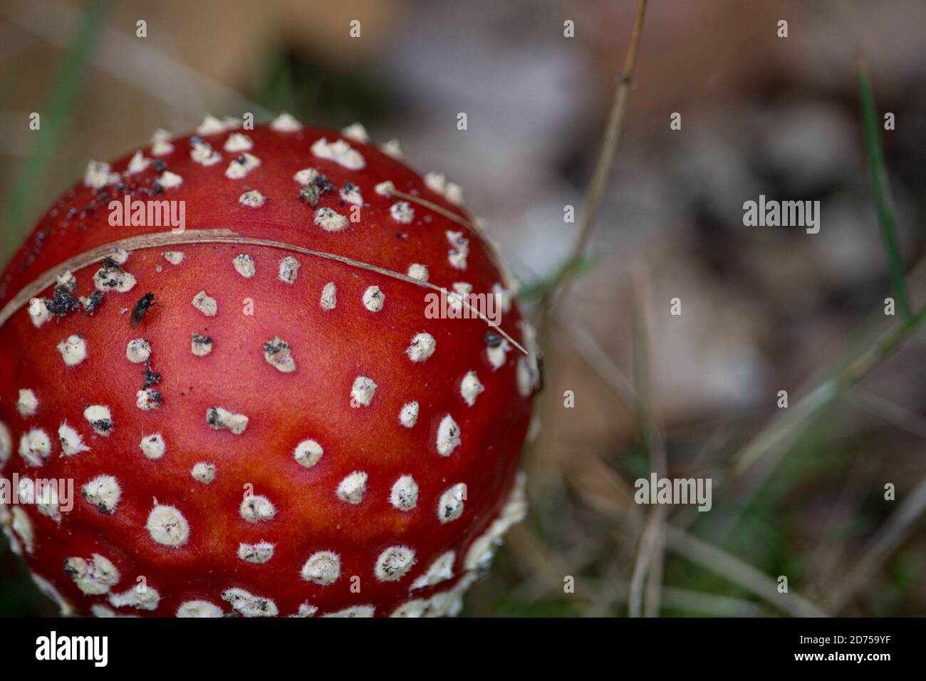 Champignon agaric amanita muscaria hi-res stock photography and images - Alamy