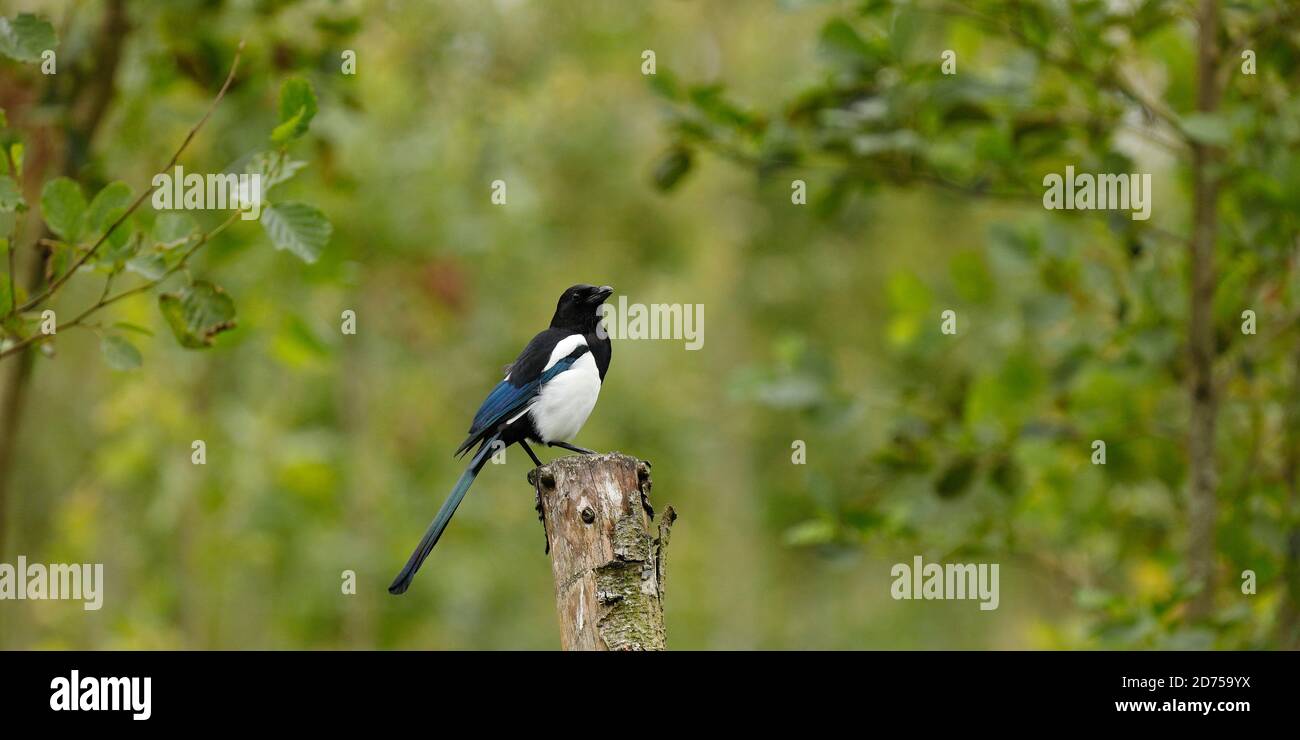 Magpie uk scavenging hi-res stock photography and images - Alamy