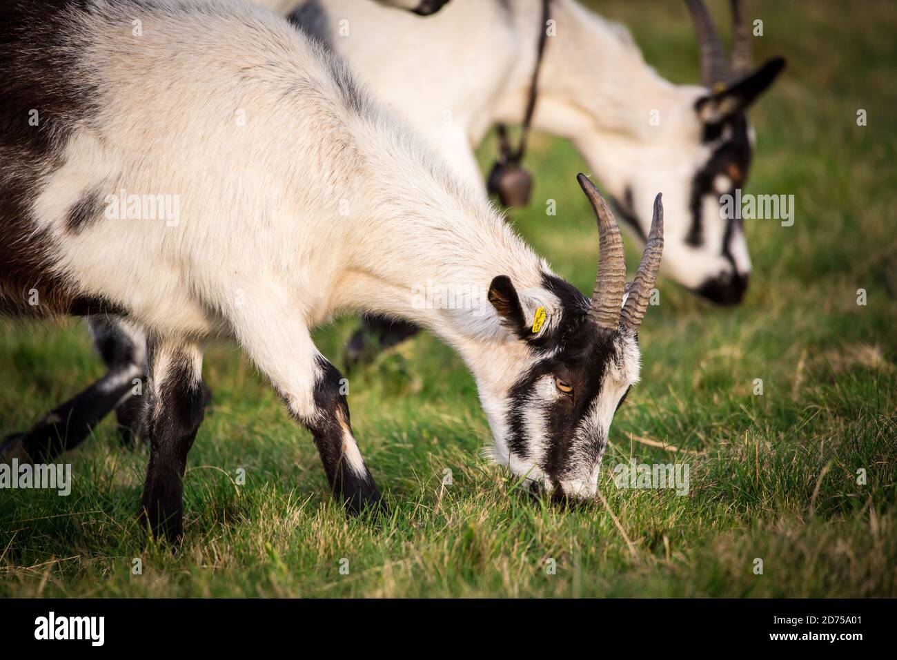 Peacock goats grazing, an endangered goat breed from Austria ...