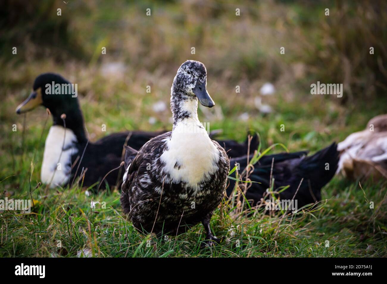 Pommeranian duck, an endangered duck breed from Germany Stock Photo - Alamy