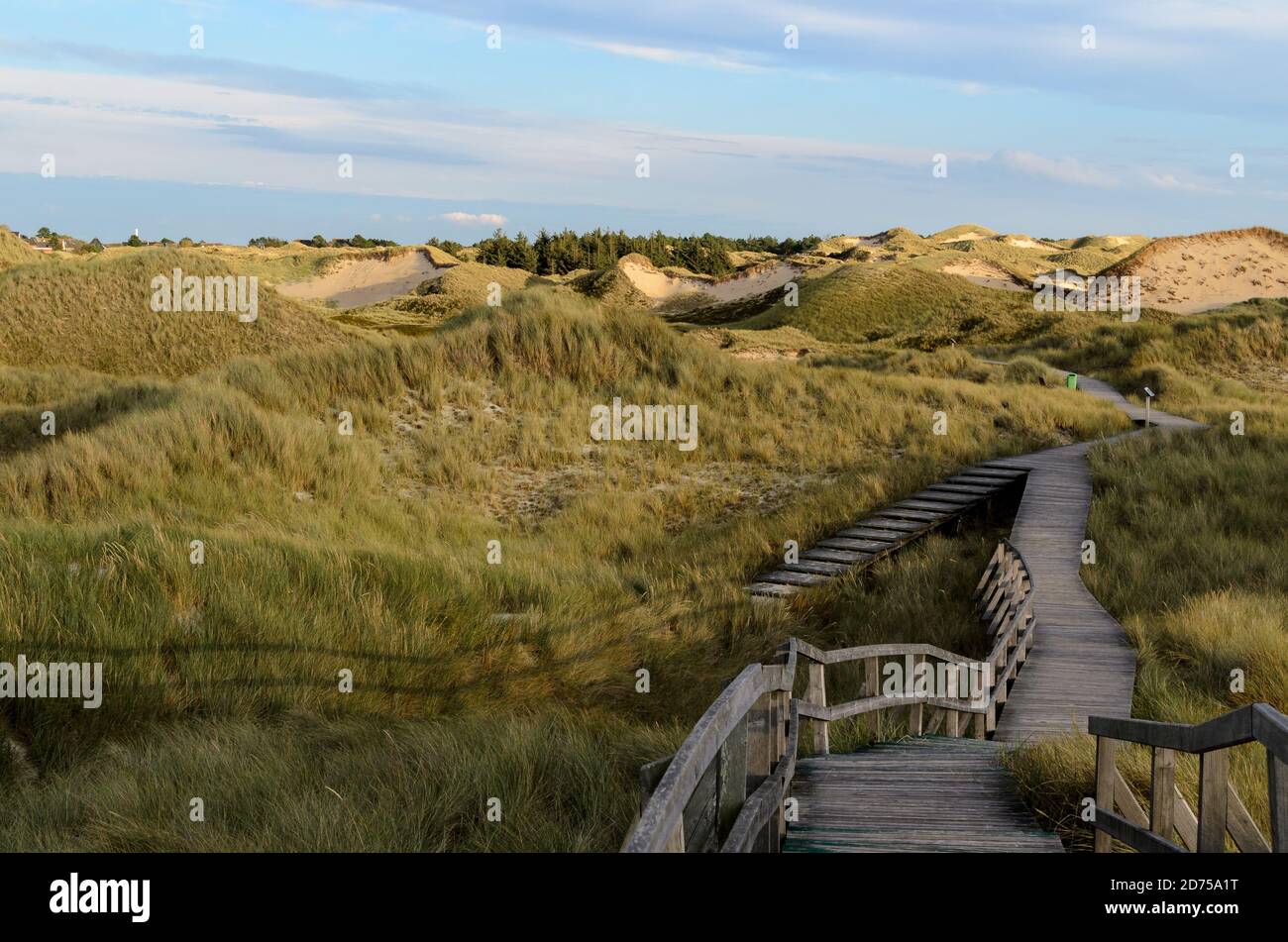 Plank road through the dunes, West coast of Amrum, Germany. Amrum is ...