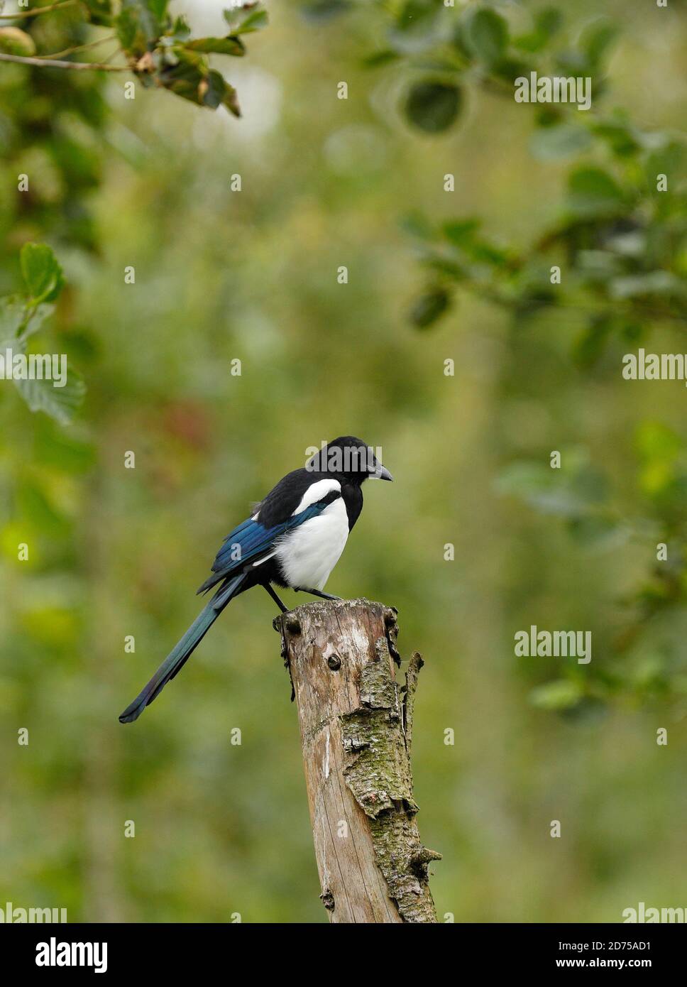 Magpie uk scavenging hi-res stock photography and images - Alamy