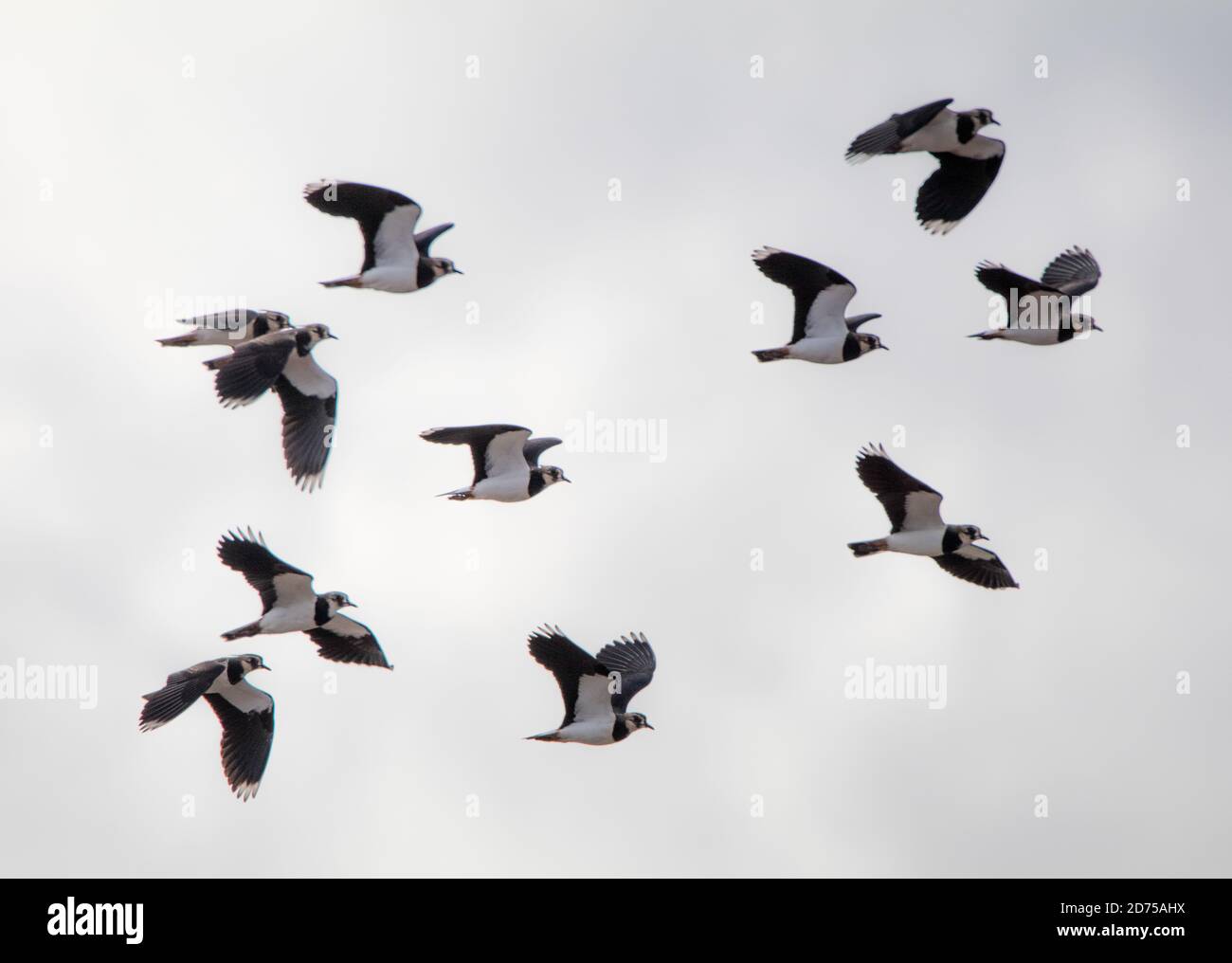 Flock of Lapwings Stock Photo - Alamy