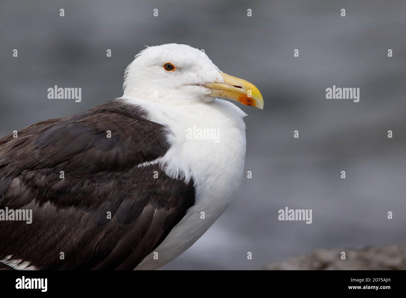 A Great Black Backed Seagull on a rock beside the ocean Stock Photo - Alamy