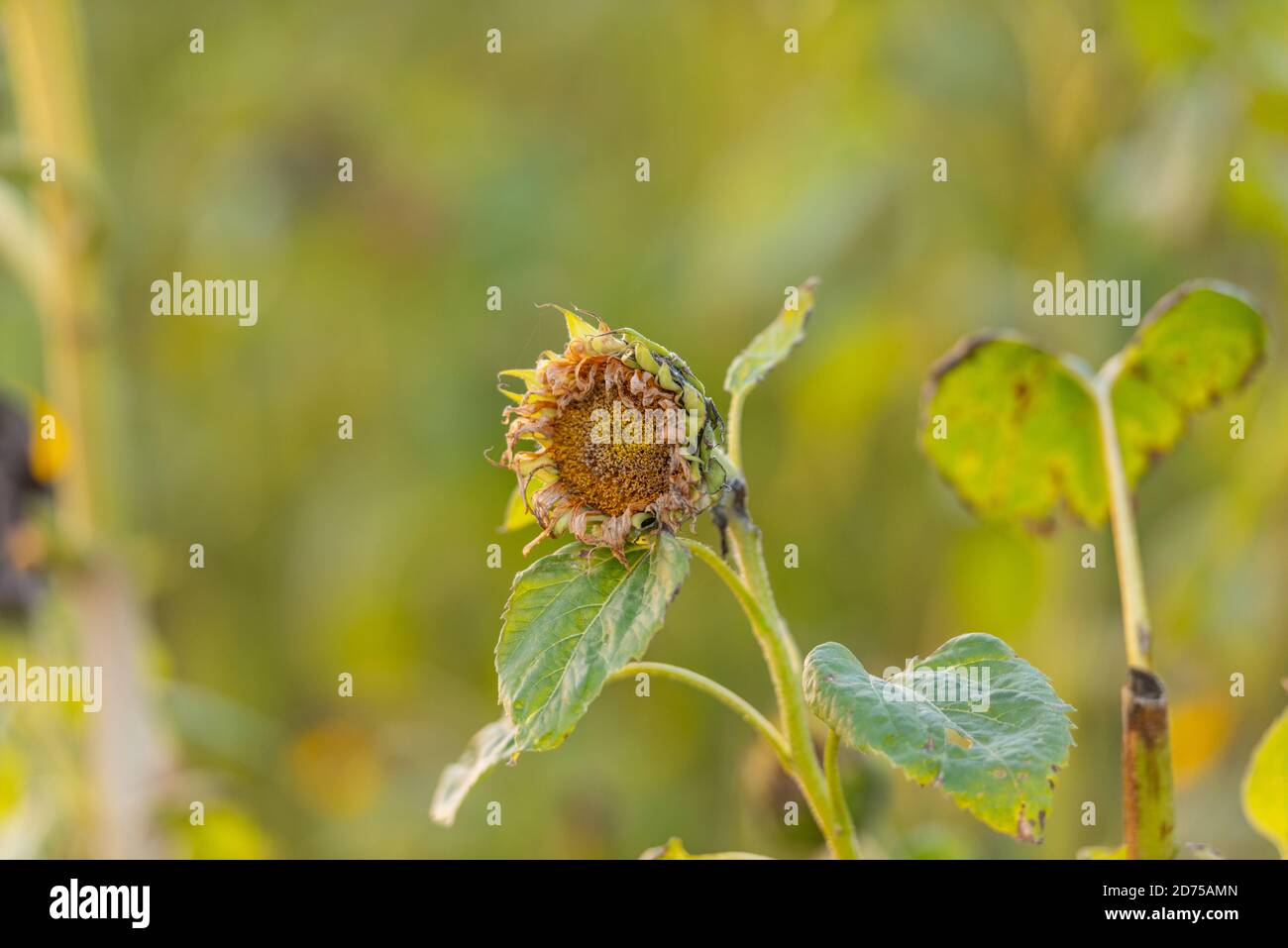 Sad sunflower in a field at sunset Stock Photo - Alamy