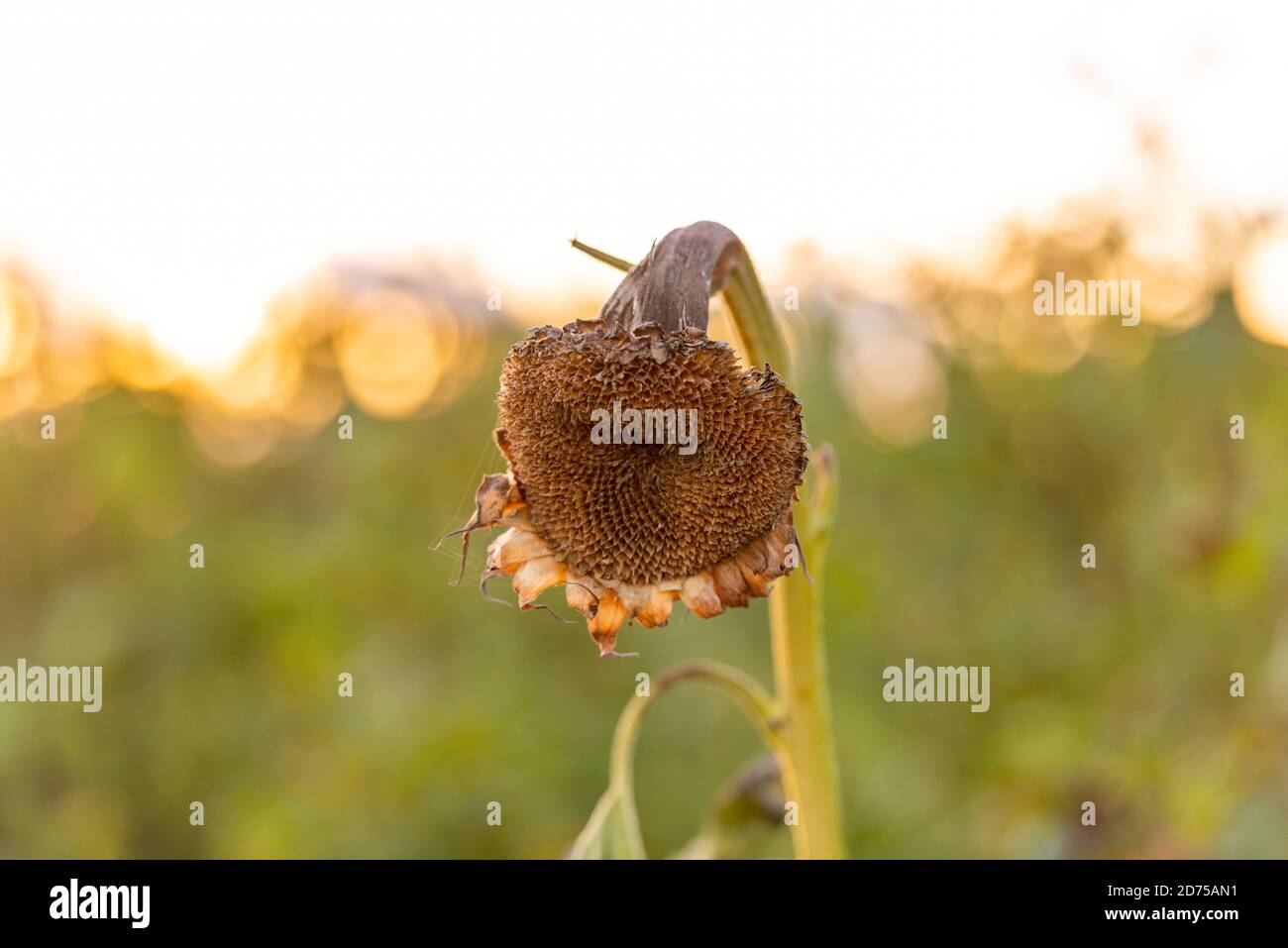 Sad Sunflower High Resolution Stock Photography and Images - Alamy