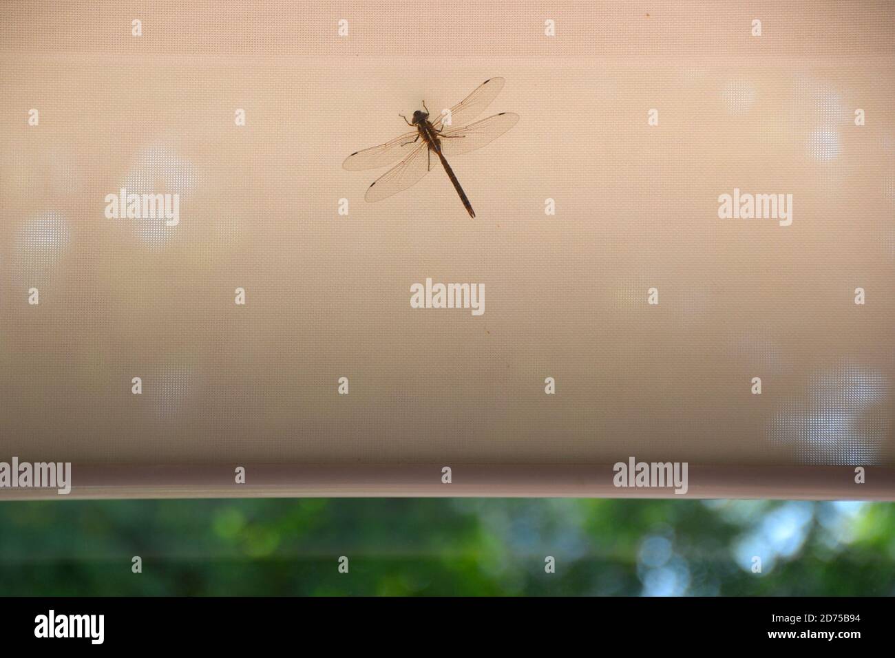 Dragon-fly standing in a window Stock Photo - Alamy