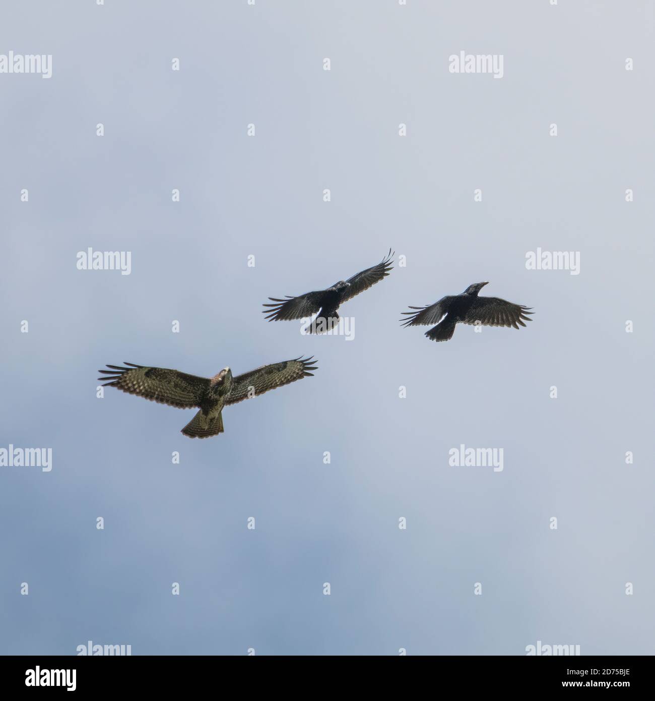 Buzzard being attacked by crows in mid air Stock Photo - Alamy