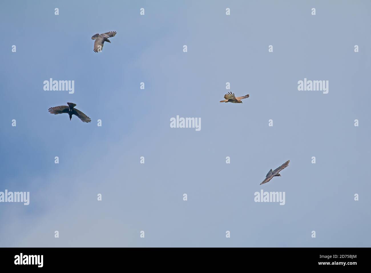 Buzzard being attacked by crows in mid air Stock Photo - Alamy