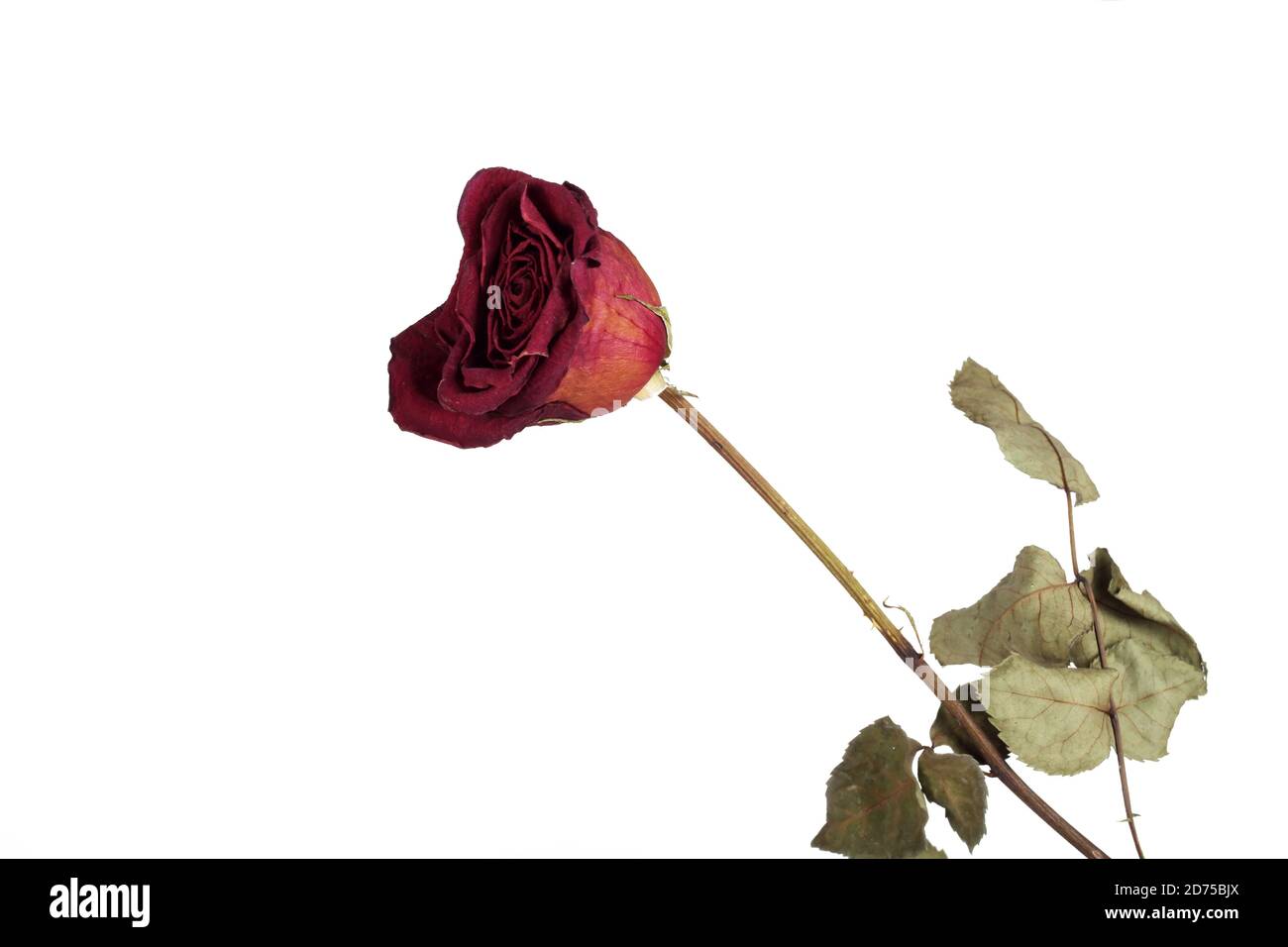 Red wilted rose on a white background, isolate Stock Photo - Alamy
