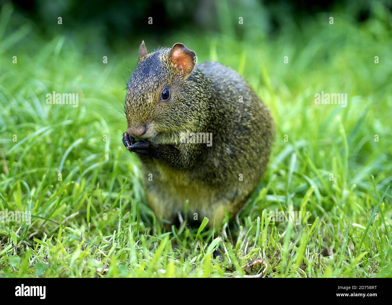 Very large rat hi-res stock photography and images - Alamy