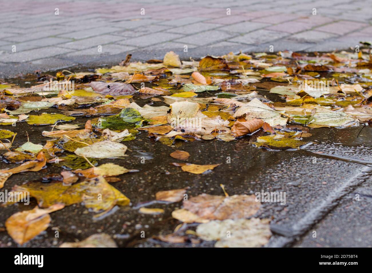 Yellow leaves in a puddle on sidewalk Stock Photo - Alamy
