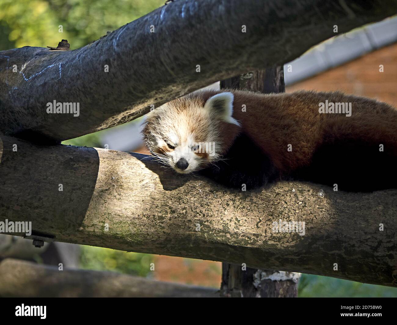 Red Panda in the tree Stock Photo - Alamy