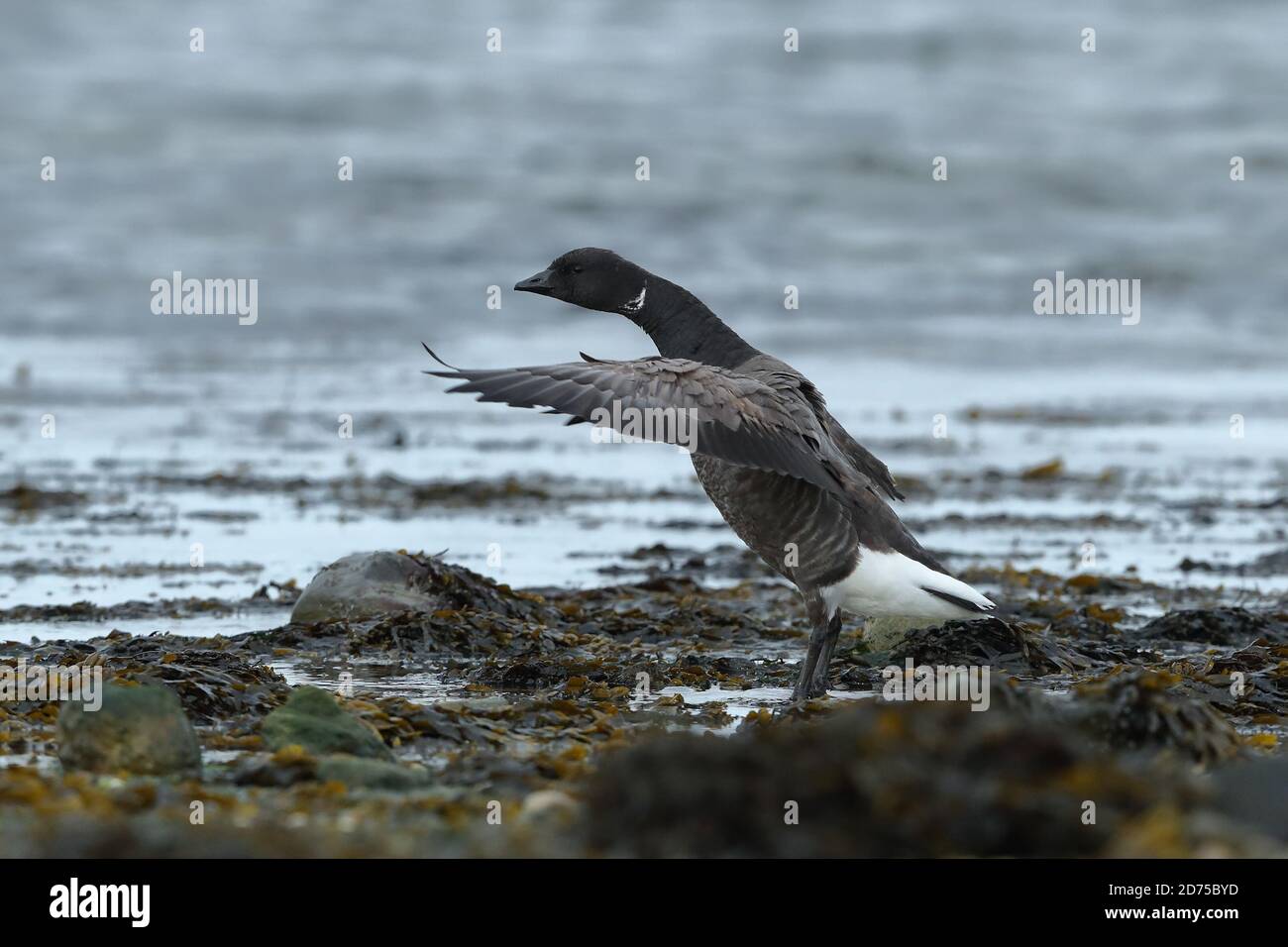 brent goose (branta bernicla Stock Photo - Alamy